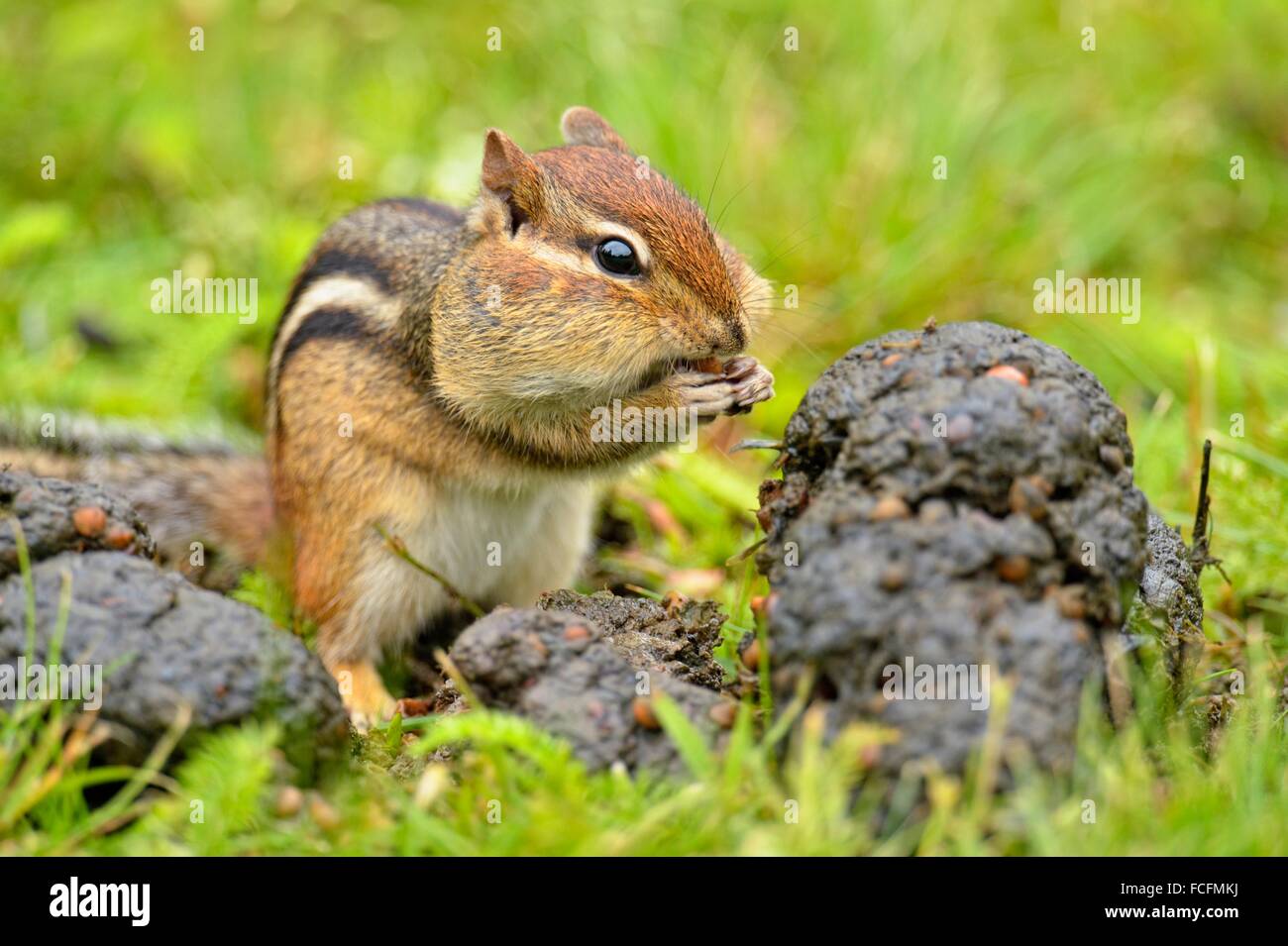 Mammal Droppings Faeces High Resolution Stock Photography and Images ...