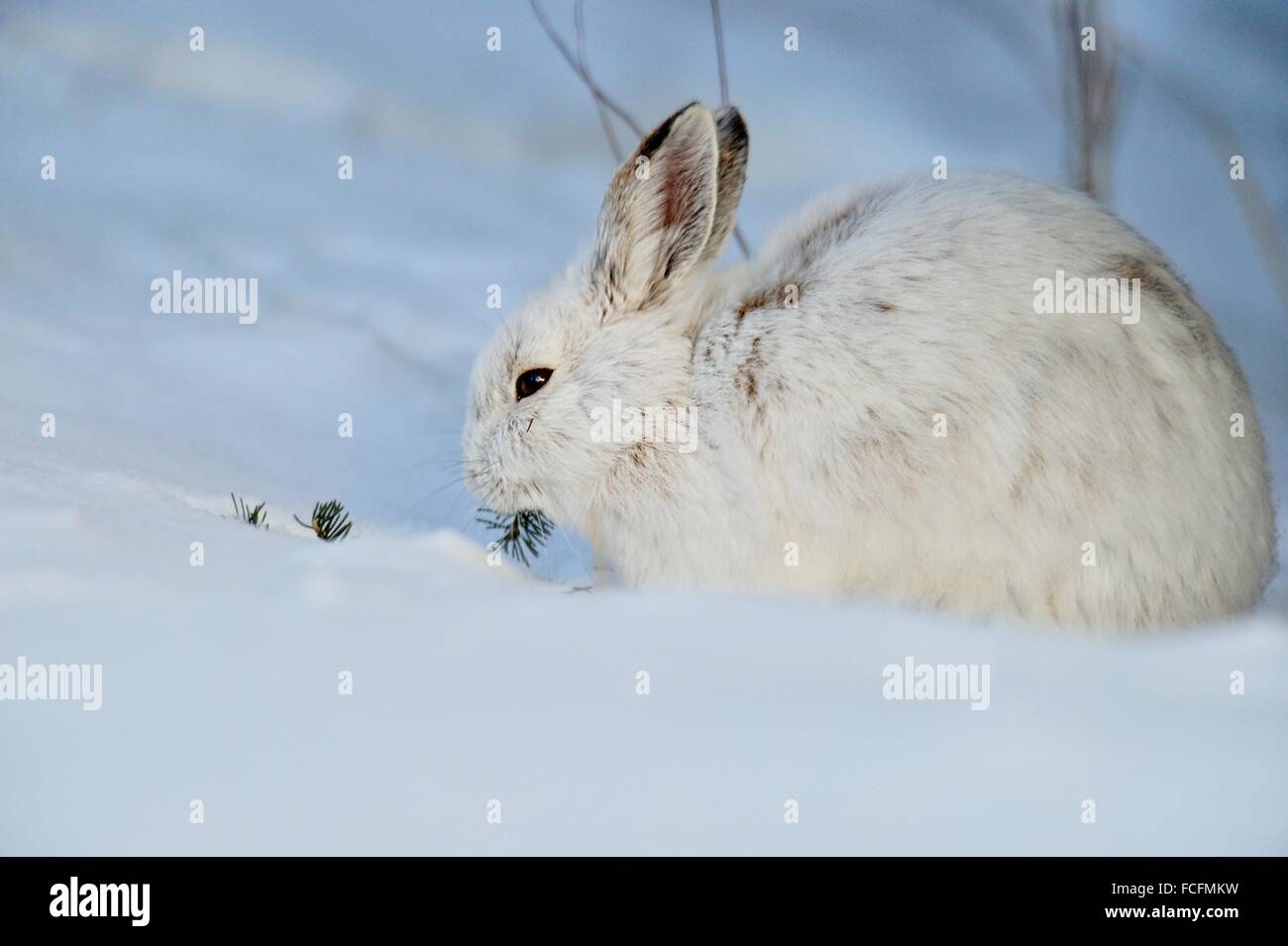 Snowshoe hare camouflage hi-res stock photography and images - Alamy
