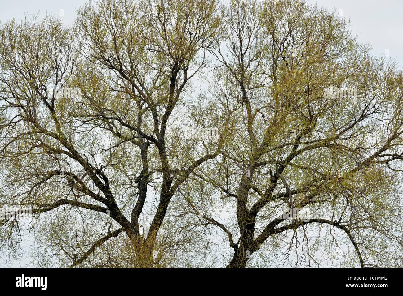 Black Willow Tree Winter