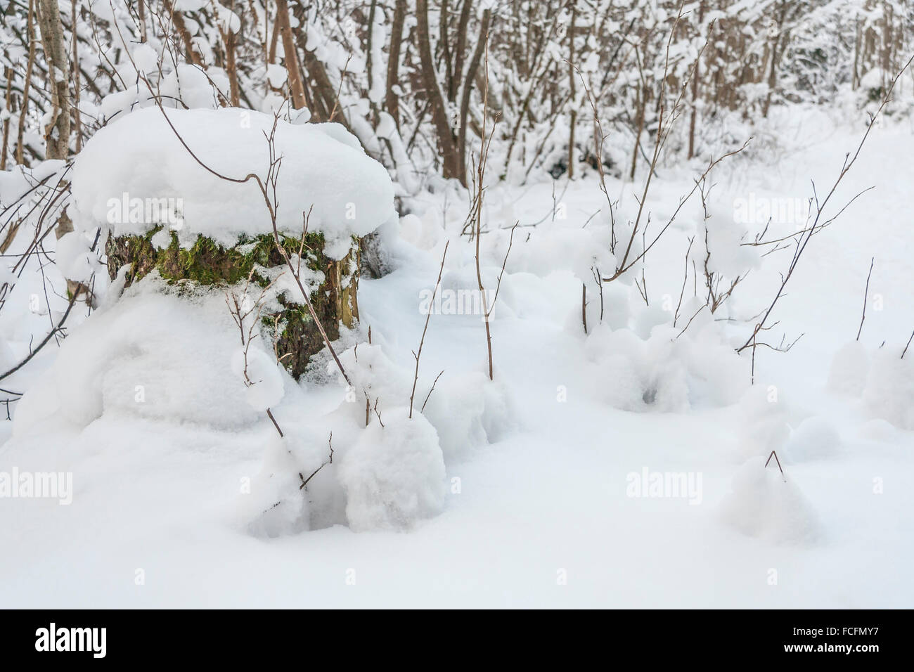 Trunk Covered By Snow Stock Photo - Alamy