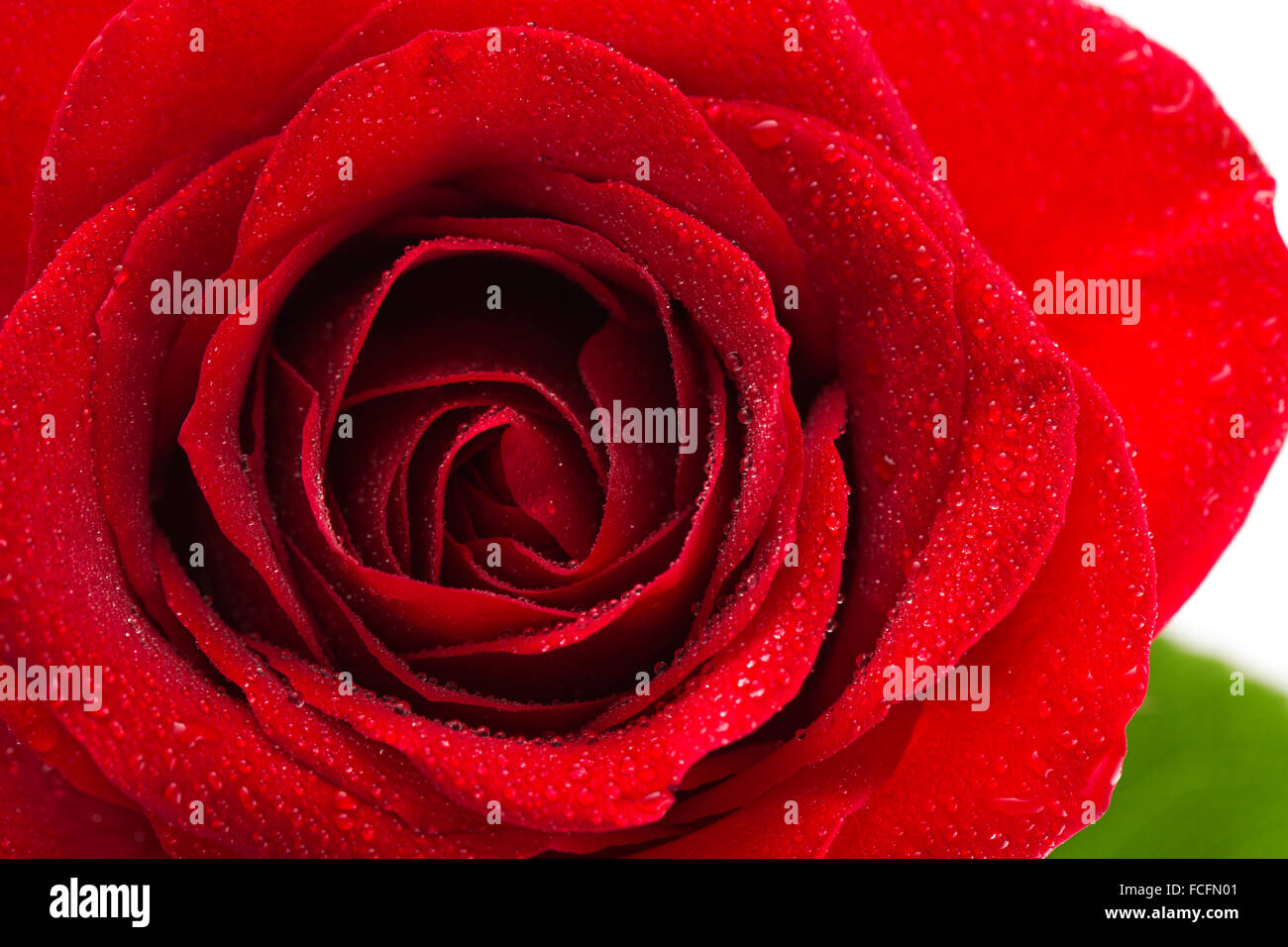 Red rose up close hi-res stock photography and images - Alamy