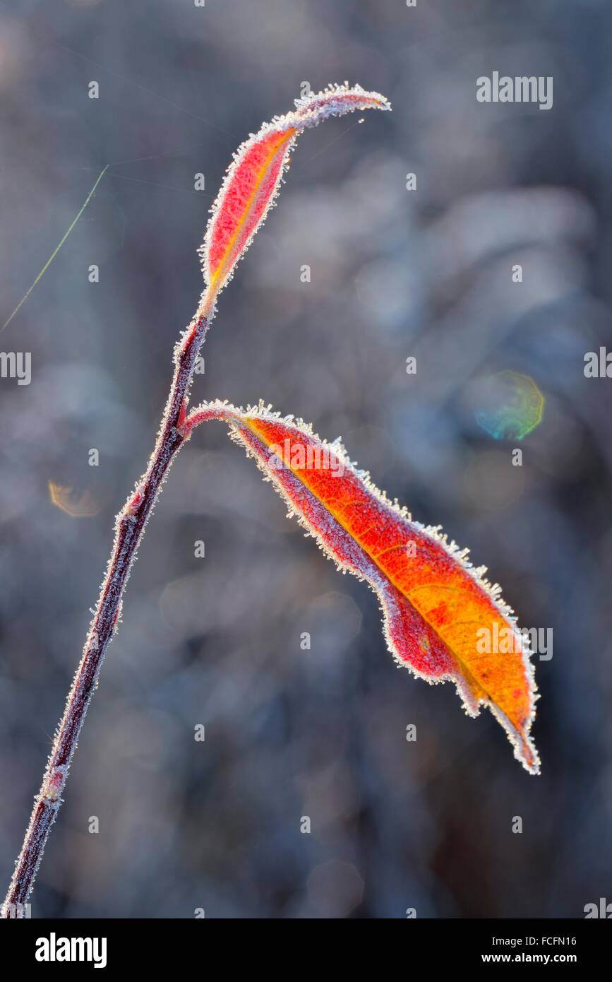 Salix species hi-res stock photography and images - Alamy