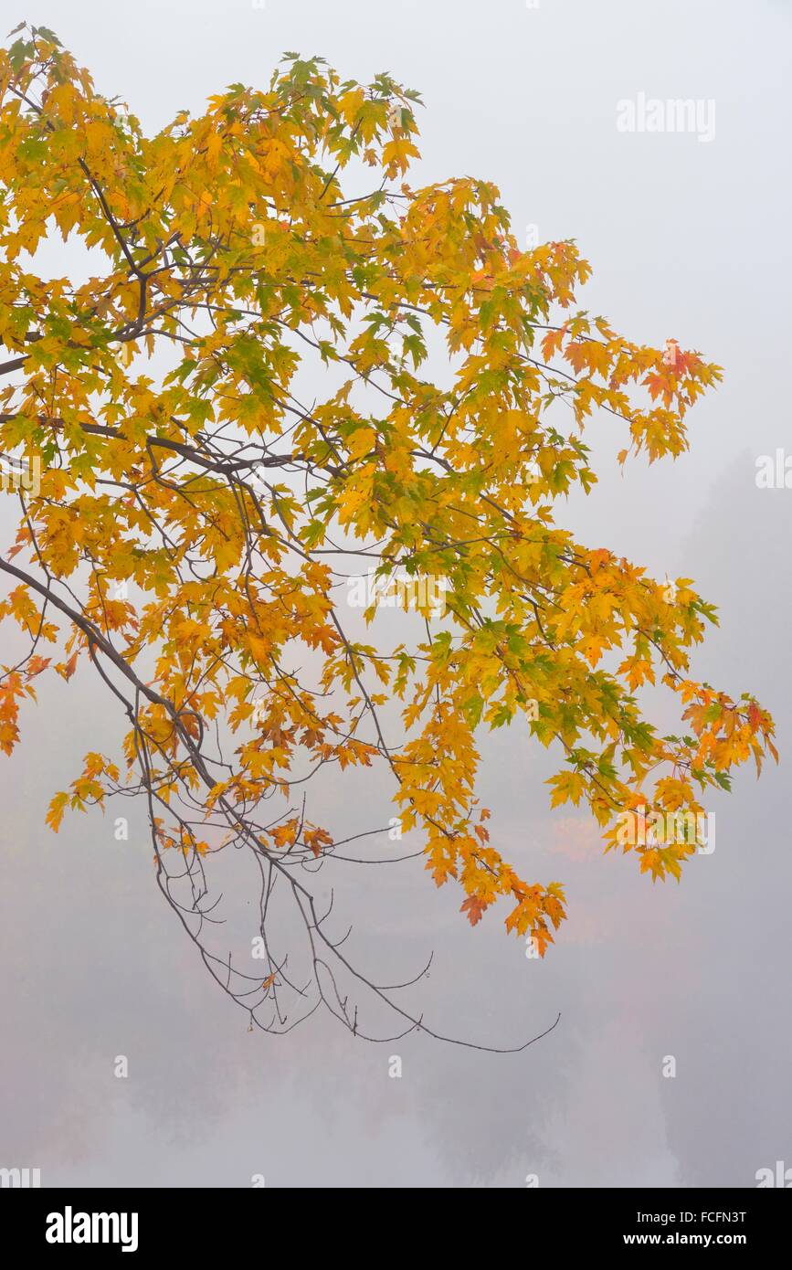 Autumn foliage overhanging hi-res stock photography and images - Alamy
