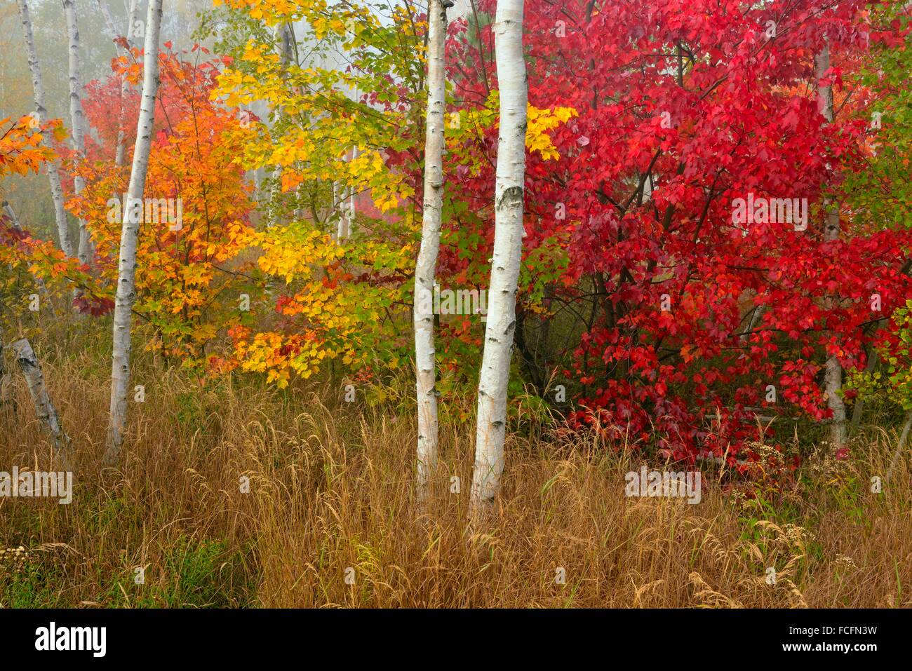 Understory red maple hi-res stock photography and images - Alamy