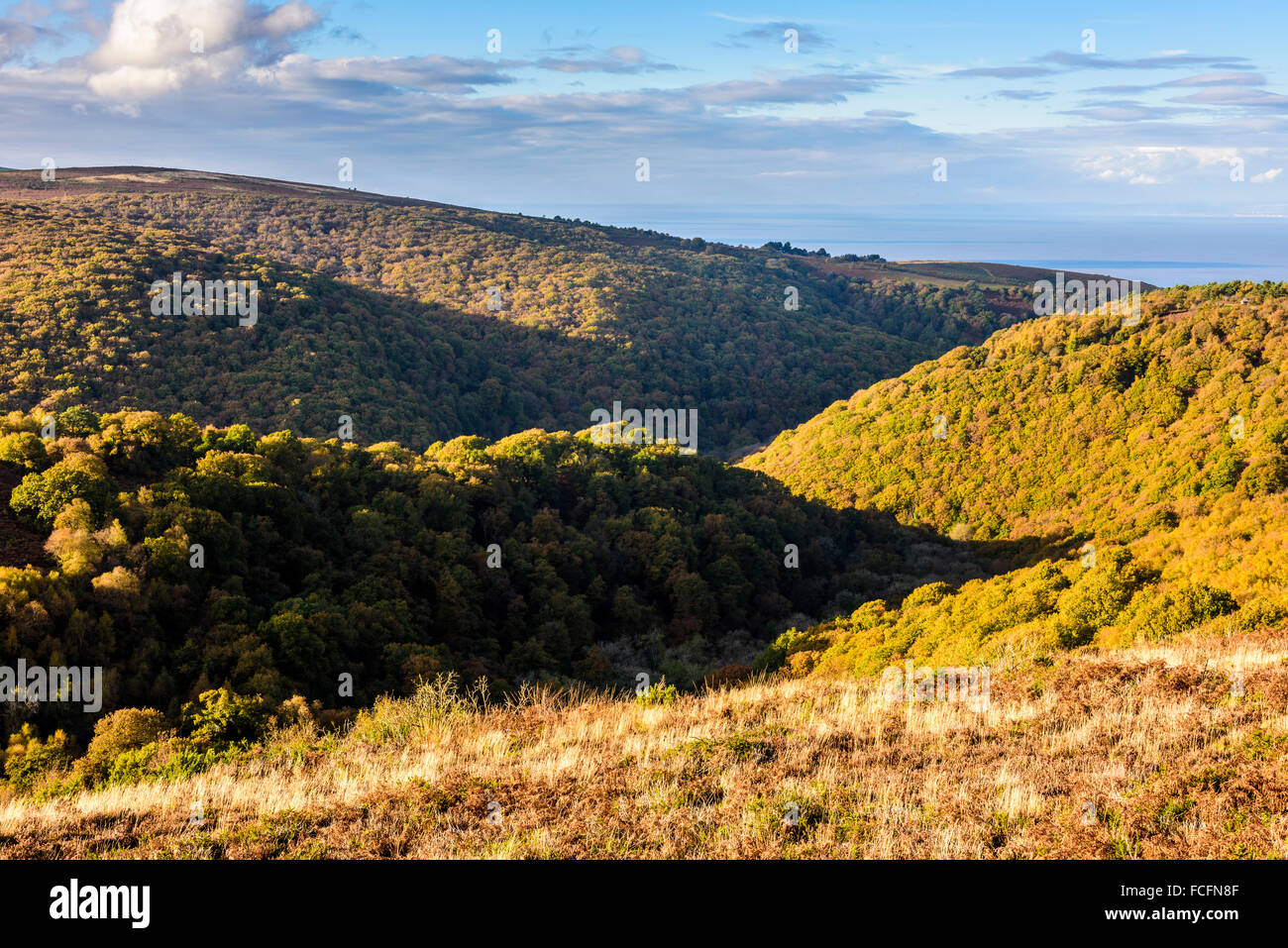 Horner Wood High Resolution Stock Photography and Images - Alamy
