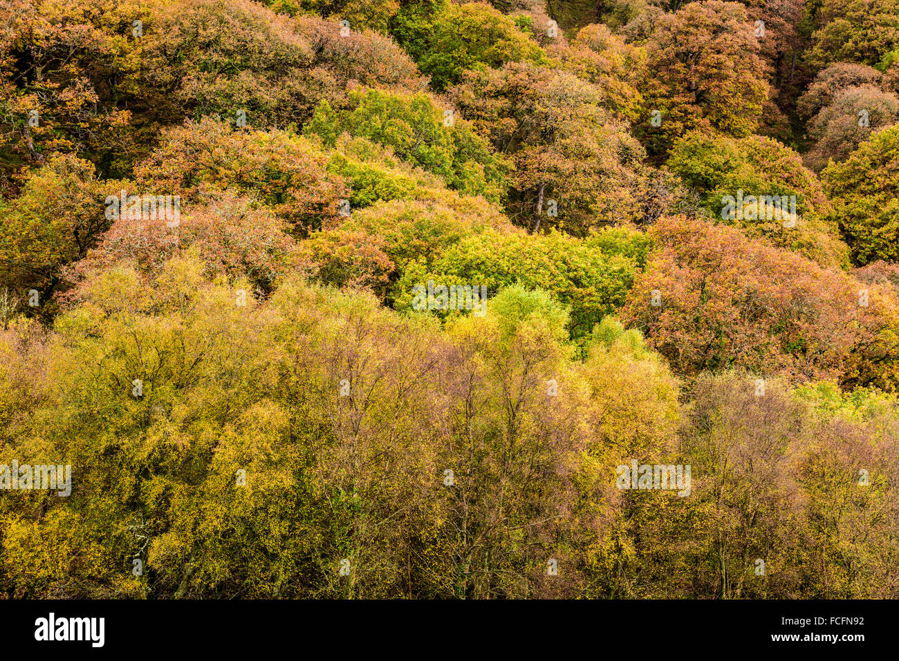 Horner Wood High Resolution Stock Photography and Images - Alamy