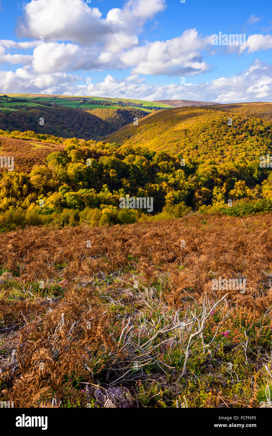 Autumn Colour on rolling countryside of Exmoor from Easter Hill ...