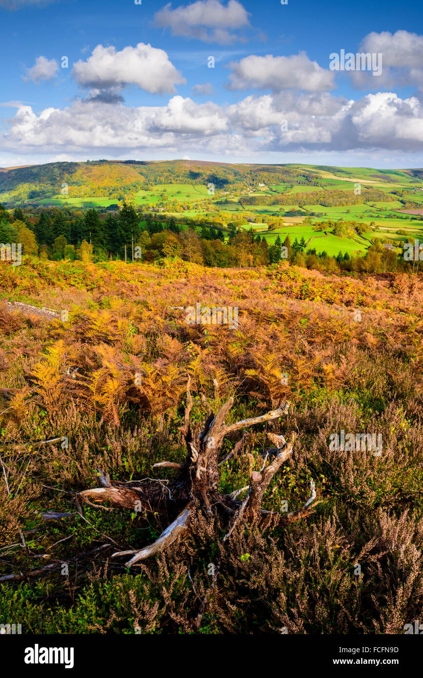 Luccombe plantation hi-res stock photography and images - Alamy