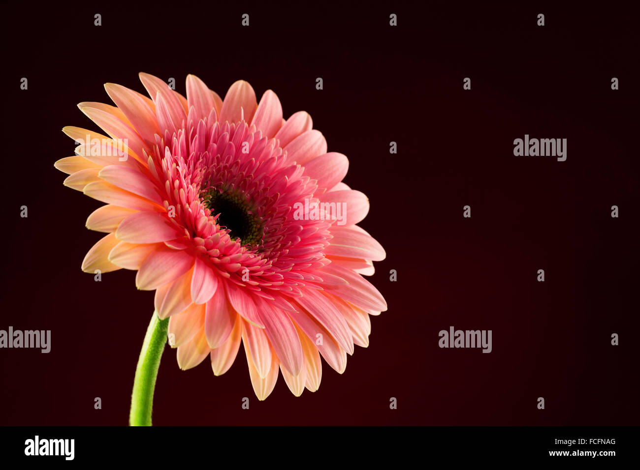 Pink daisy gerbera flowers Stock Photo - Alamy
