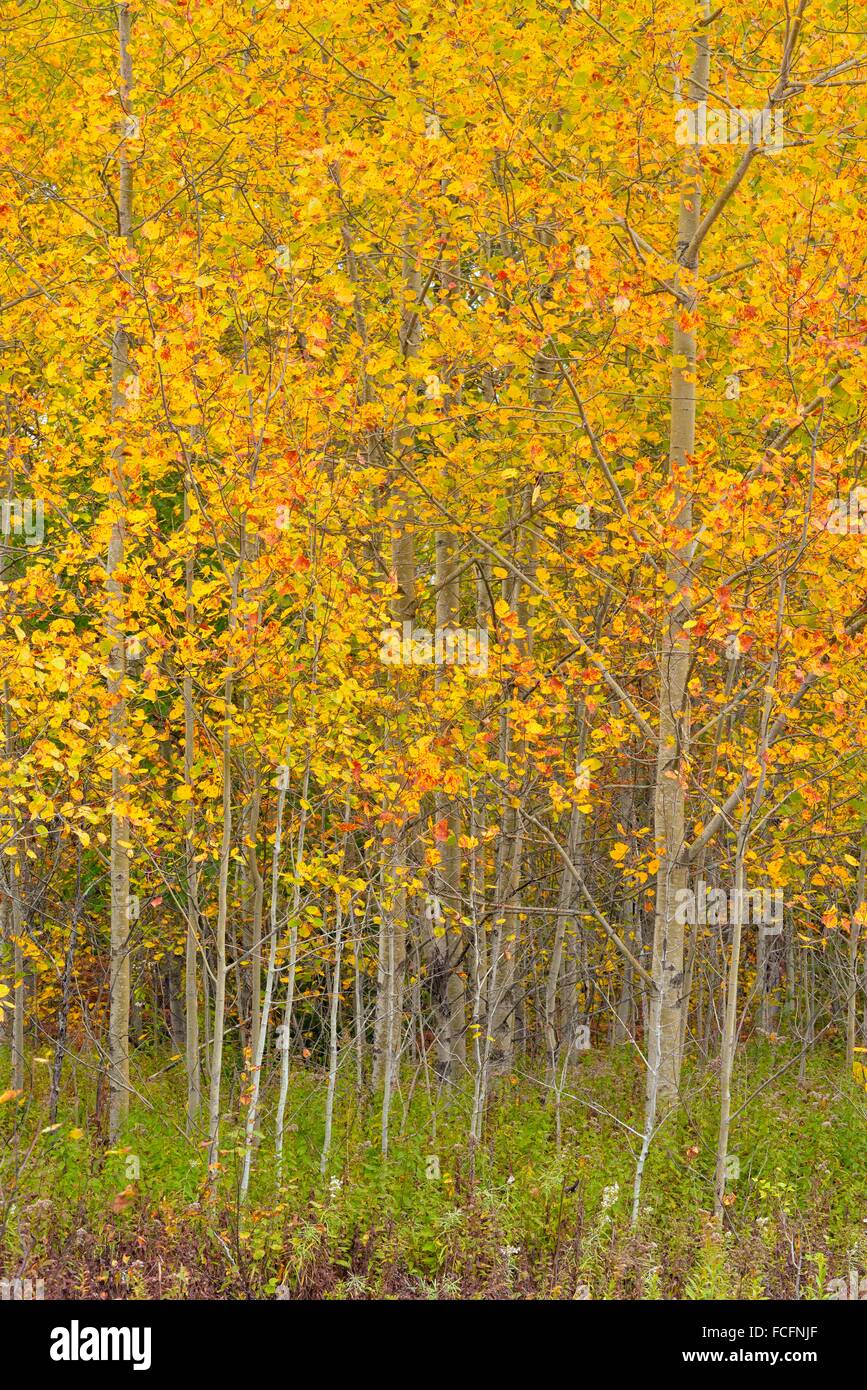 Aspen tree sapling hi-res stock photography and images - Alamy