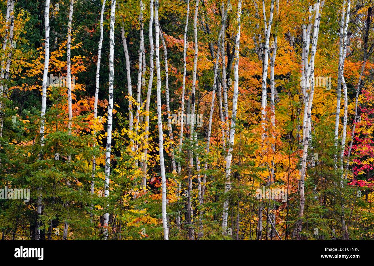 Fall foliage canada hi-res stock photography and images - Alamy