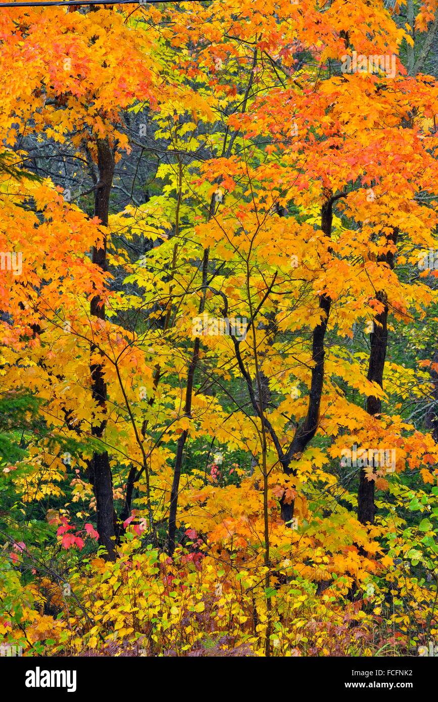 Sugar maple foliage hi-res stock photography and images - Alamy