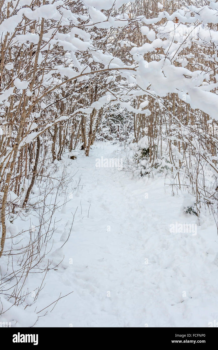 Snowy Winter Scene Stock Photo - Alamy