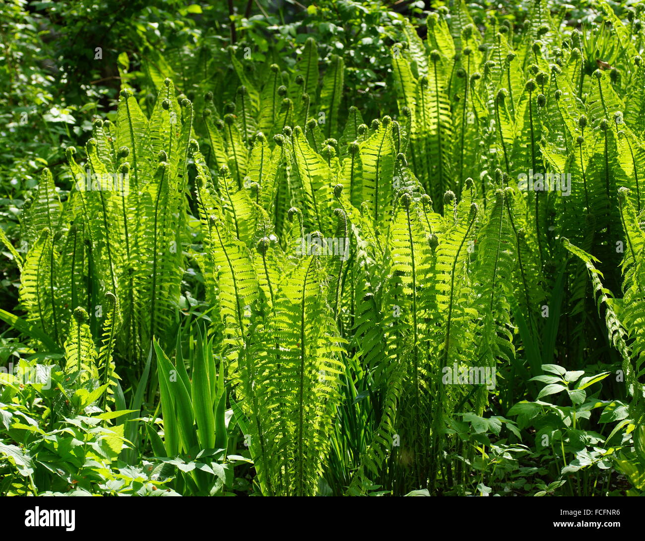 Fiddlehead Ferns High Resolution Stock Photography and Images - Alamy