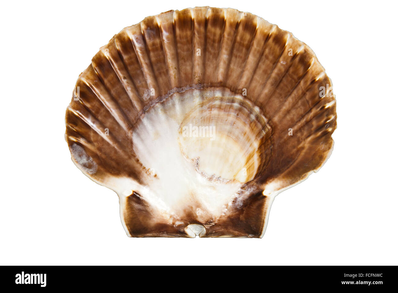 Shiny sea shell hi-res stock photography and images - Alamy
