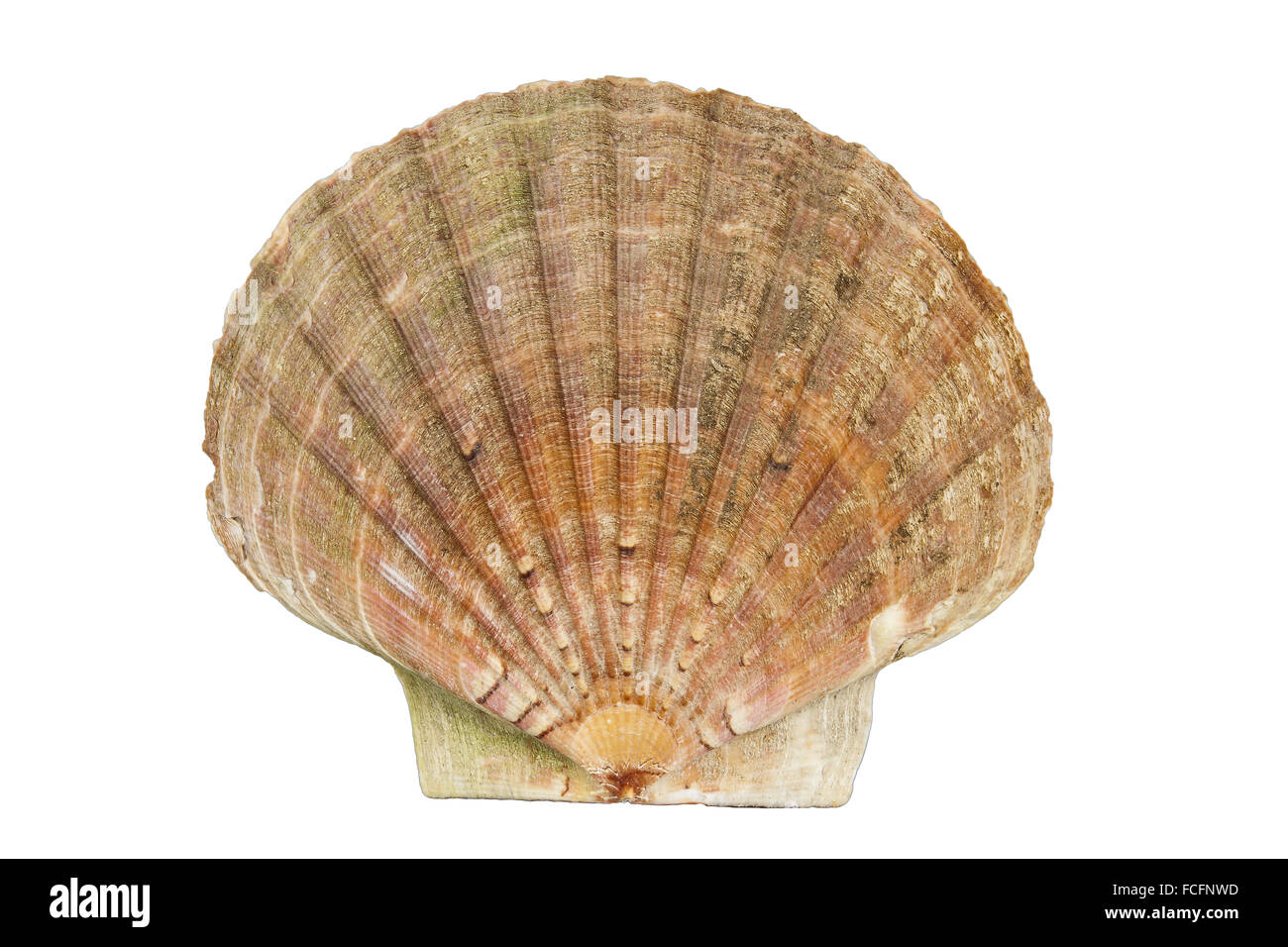 Inside mussel shell hi-res stock photography and images - Alamy
