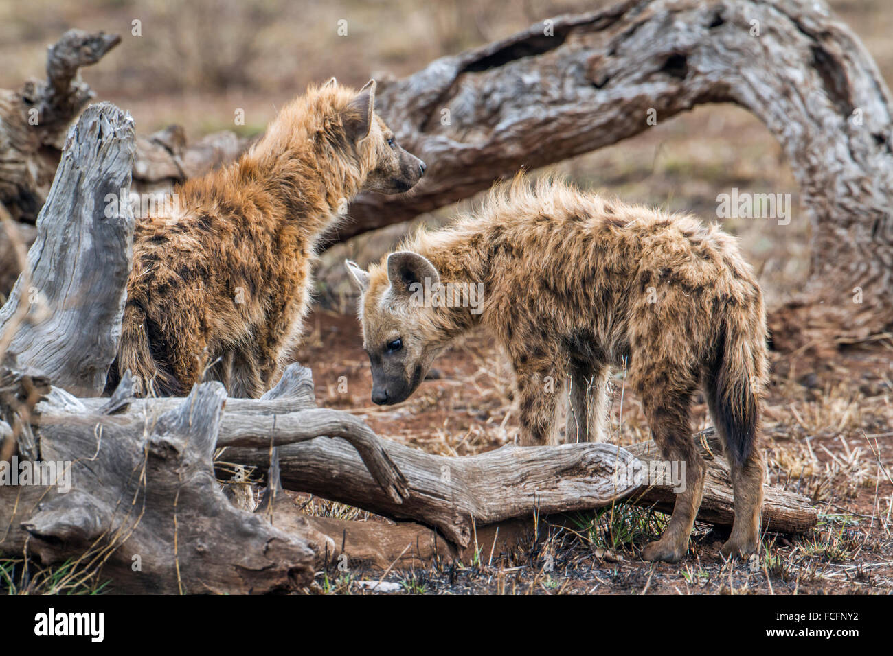 spotted hyena Specie Crocuta crocuta family of Hyaenidae Stock Photo ...