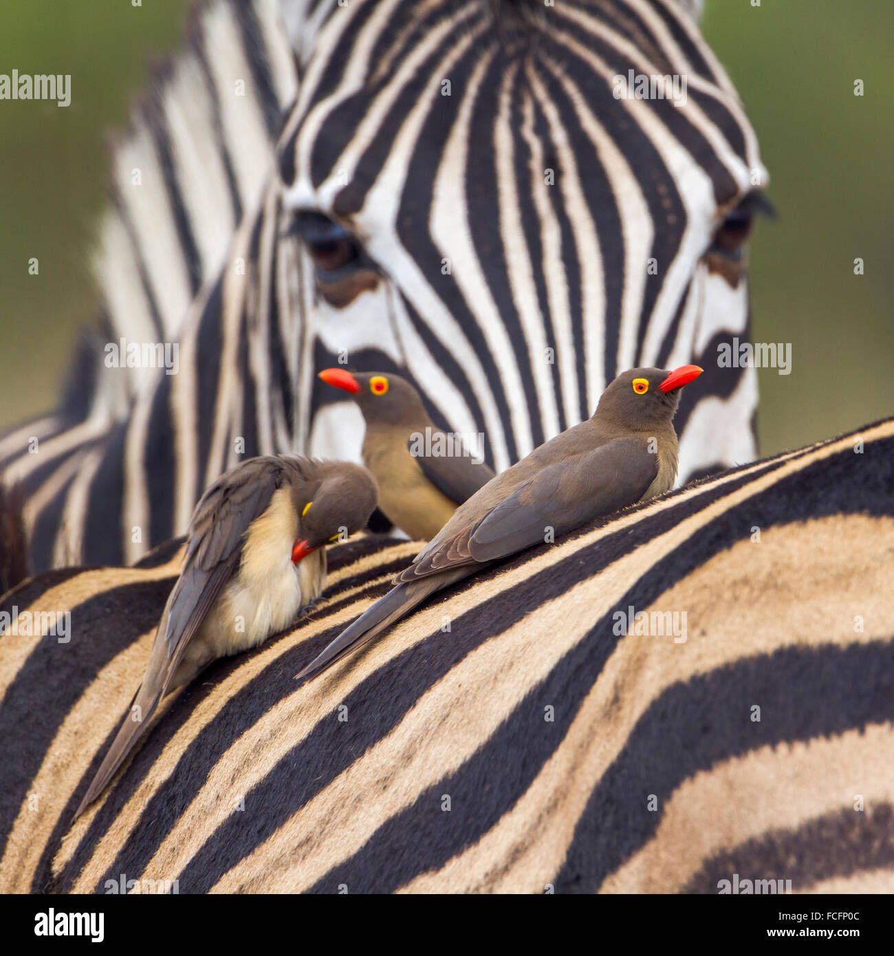 Red billed buffalo weaver bubalornis niger hi-res stock photography and ...