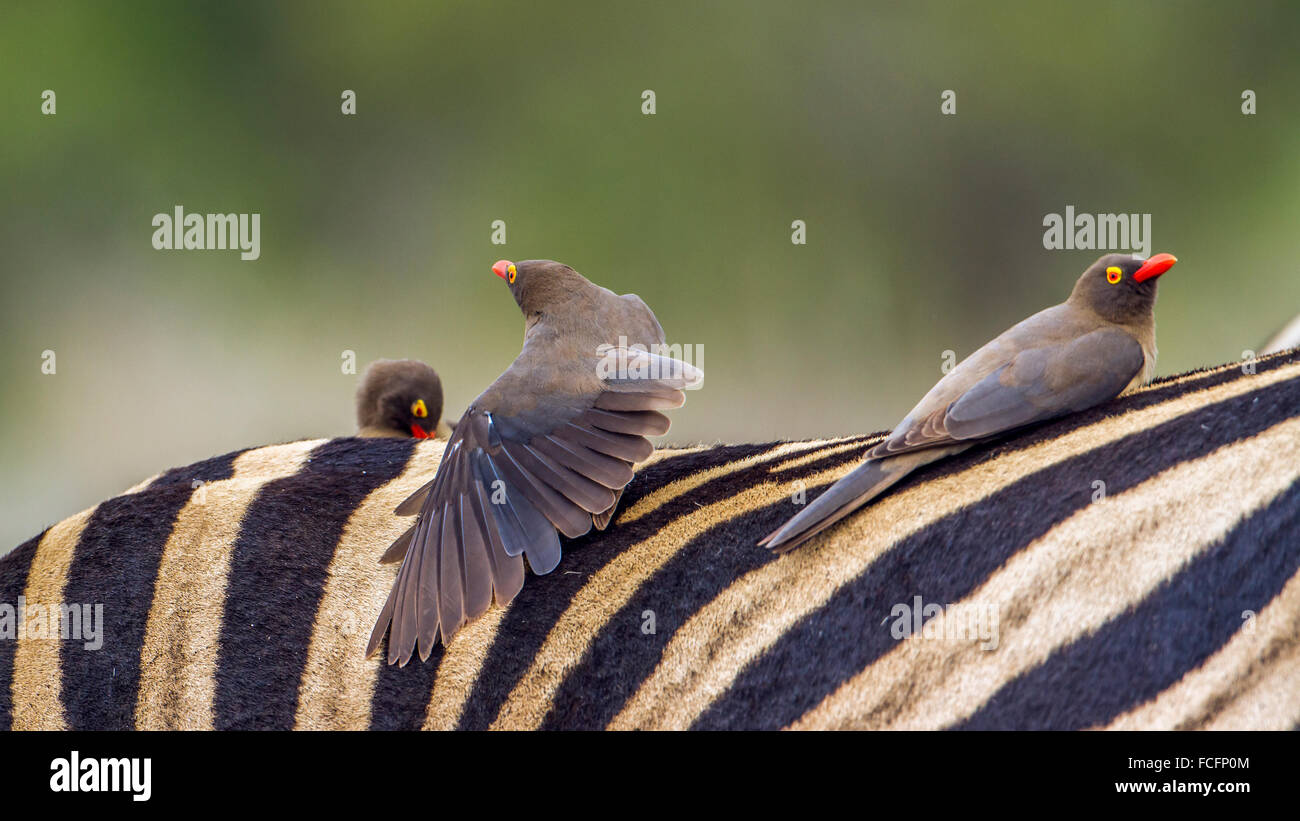 Red-billed buffalo-weaver Specie Bubalornis niger family of Ploceidae ...