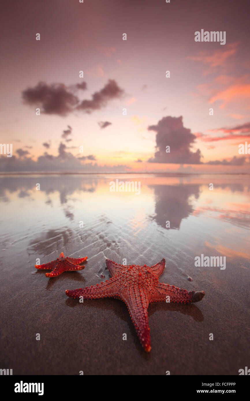 Starfish on the beach and beautiful sunset on Bali Stock Photo - Alamy