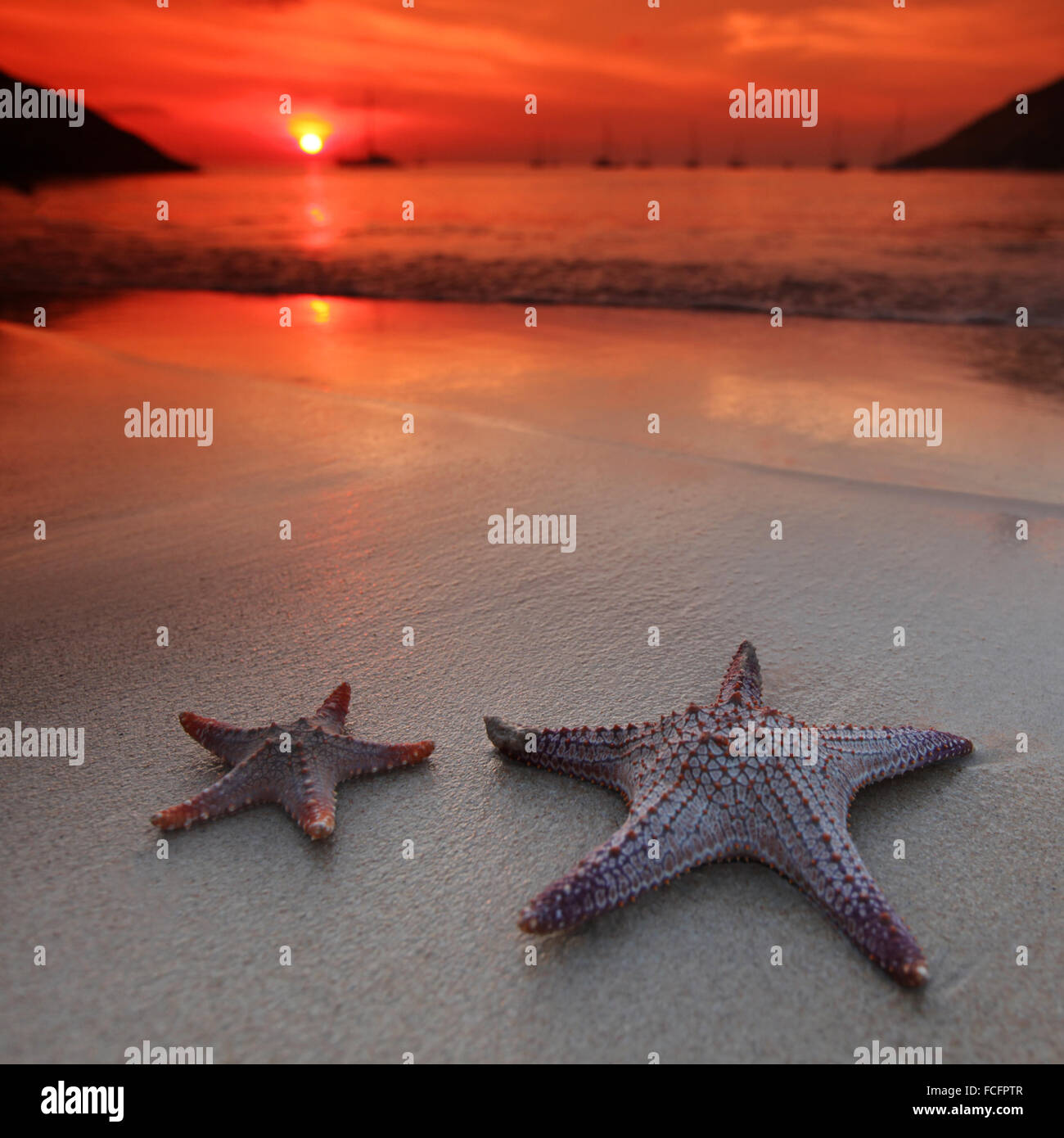 Starfish on the beach and beautiful sunset over the sea background ...