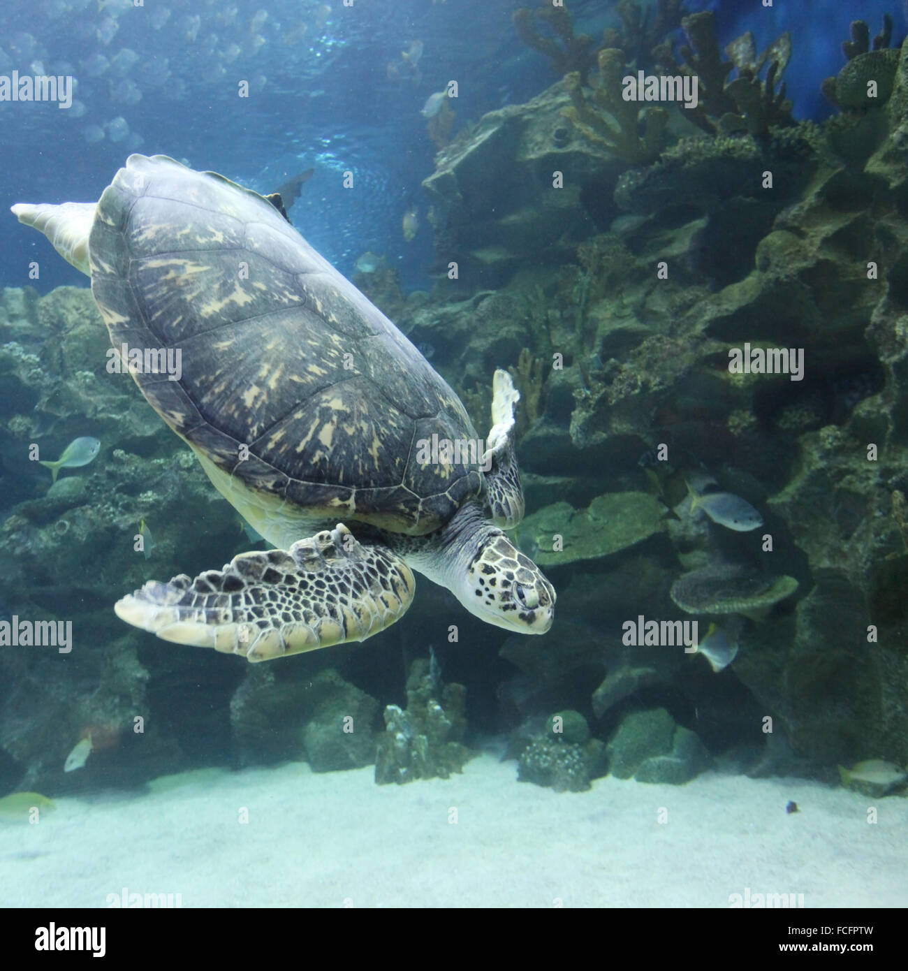 Underwater view of swimming turtle and small fish Stock Photo - Alamy