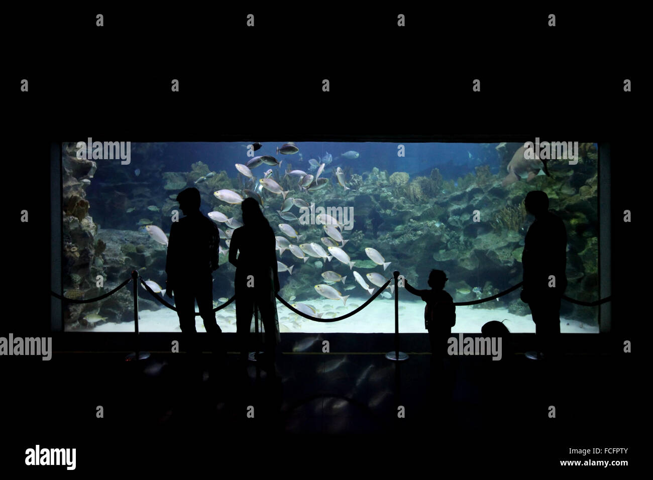 People watching big aquarium with tropical fish Stock Photo - Alamy