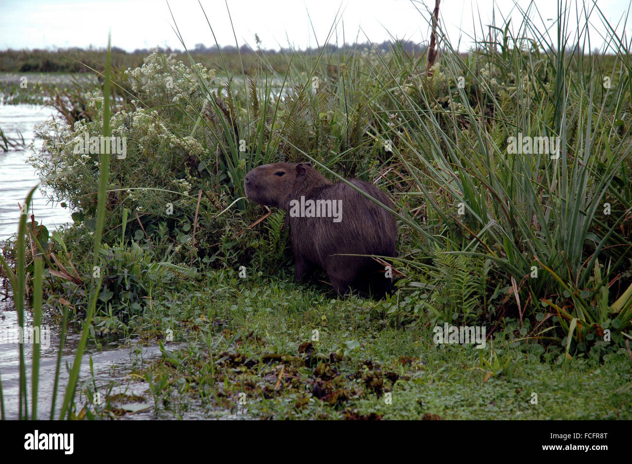 Swamps and wetlands hi-res stock photography and images - Alamy