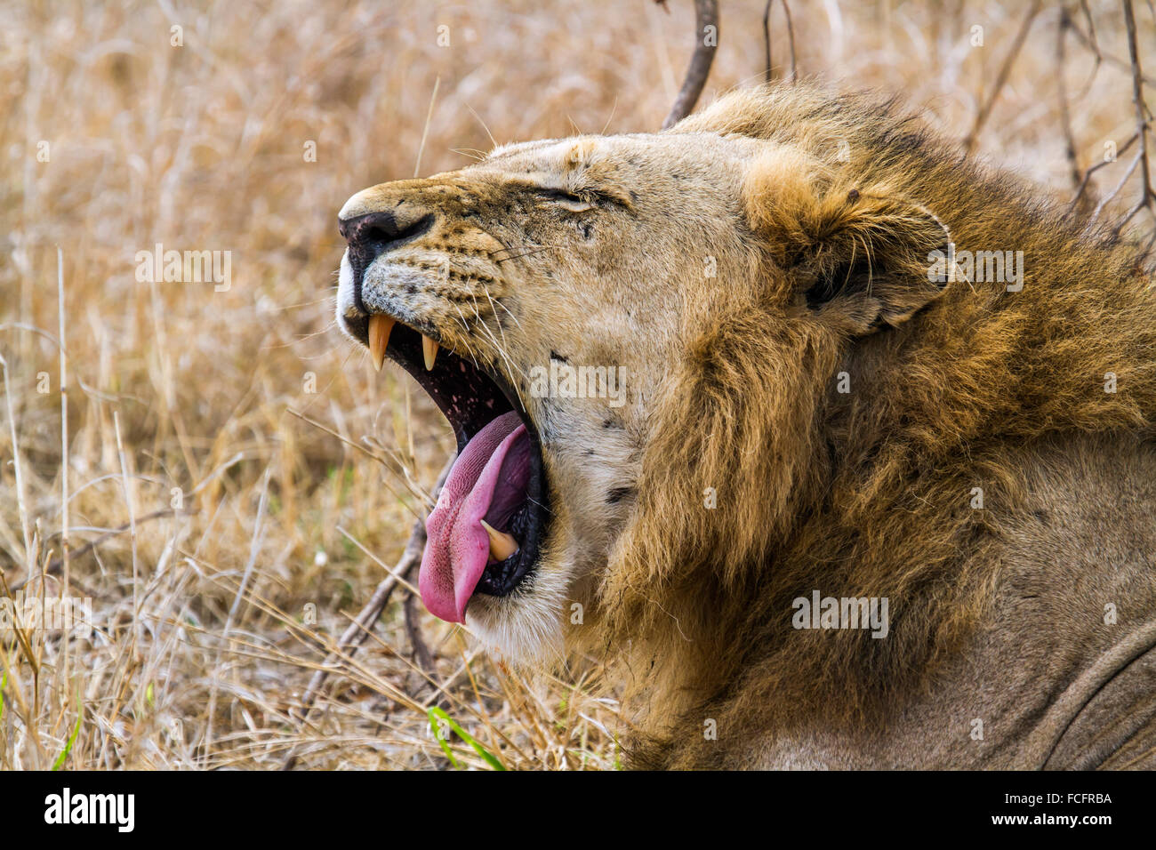 Lion Specie Panthera leo family of felidae Stock Photo - Alamy