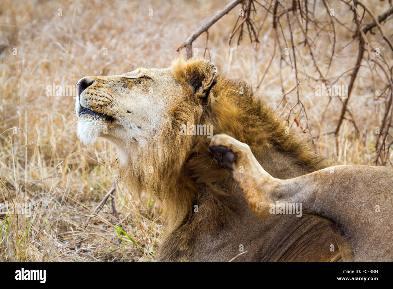Lion Specie Panthera leo family of felidae Stock Photo - Alamy