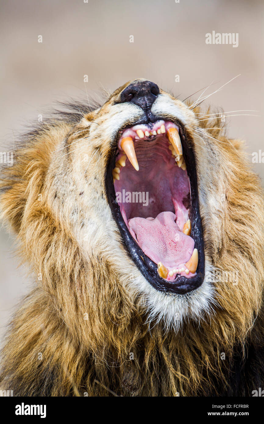 Lion Specie Panthera leo family of felidae Stock Photo - Alamy