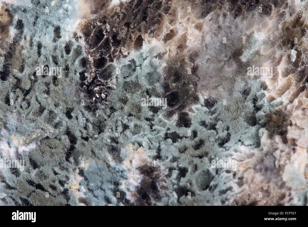 Black bread mold hi-res stock photography and images - Alamy