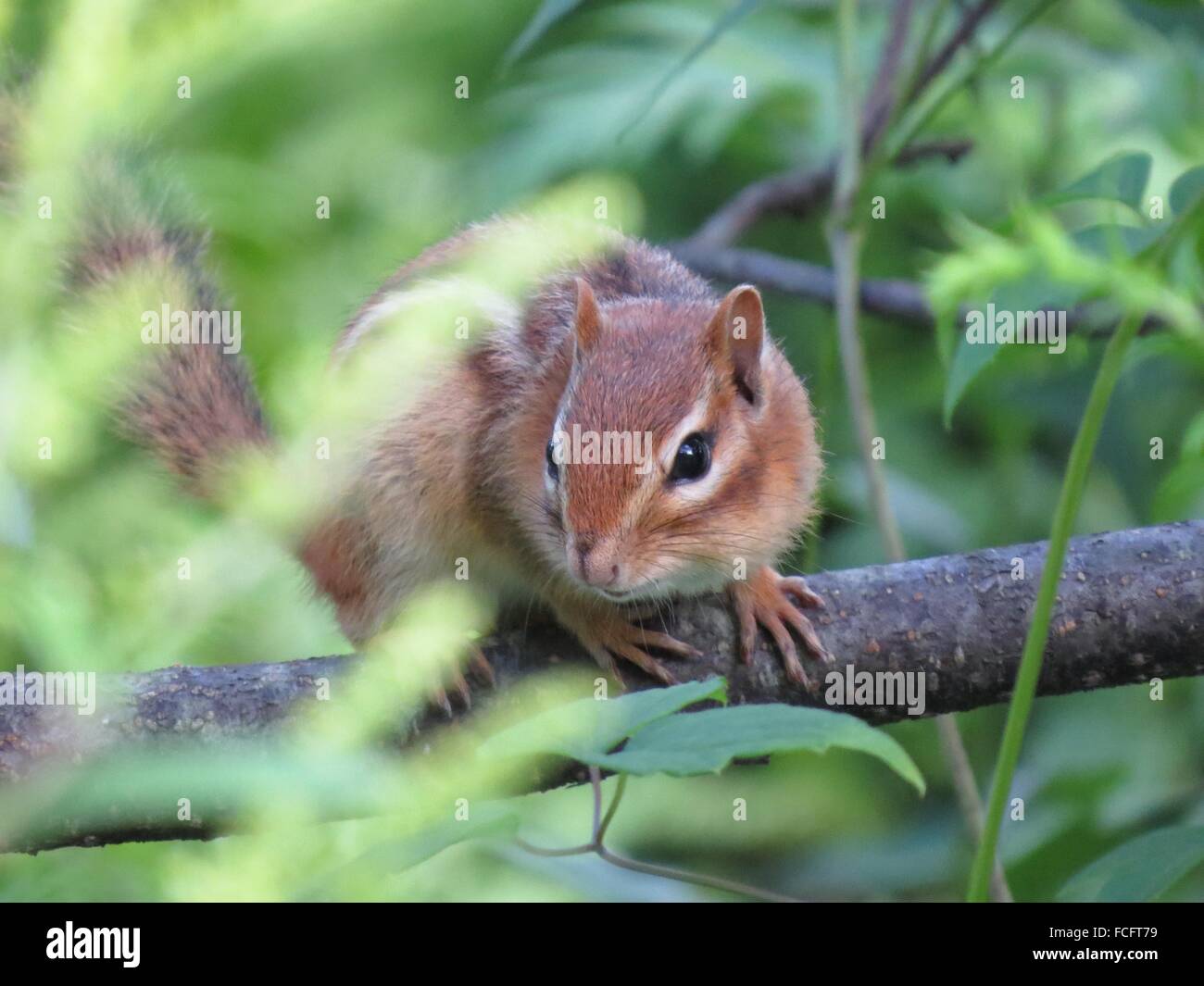 chipmunk in tree Stock Photo - Alamy