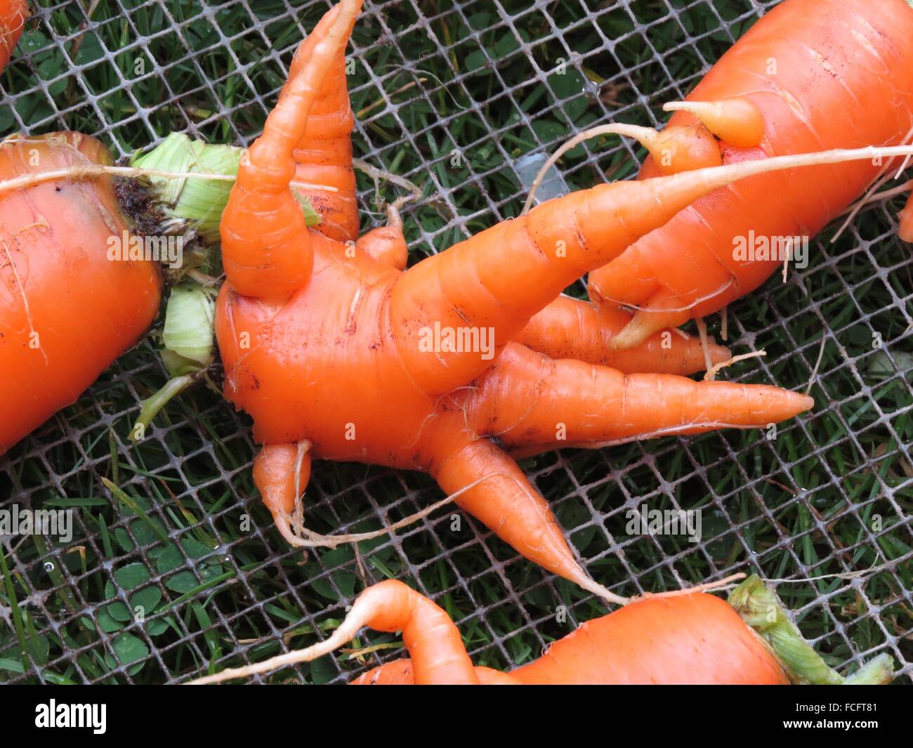 Odd carrot hi-res stock photography and images - Alamy