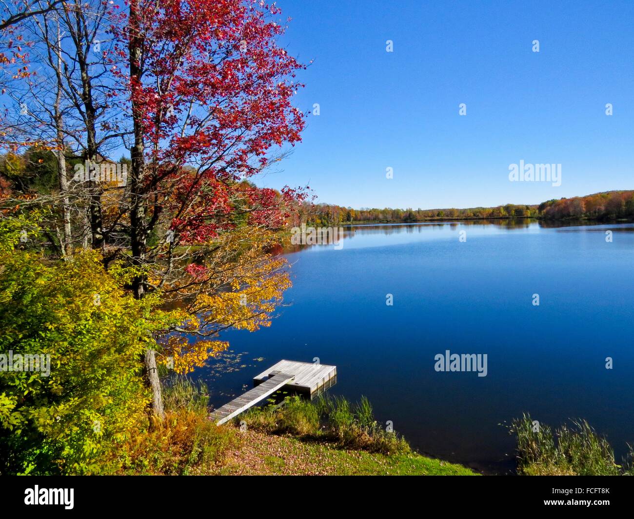 Maple leaf dock hi-res stock photography and images - Alamy