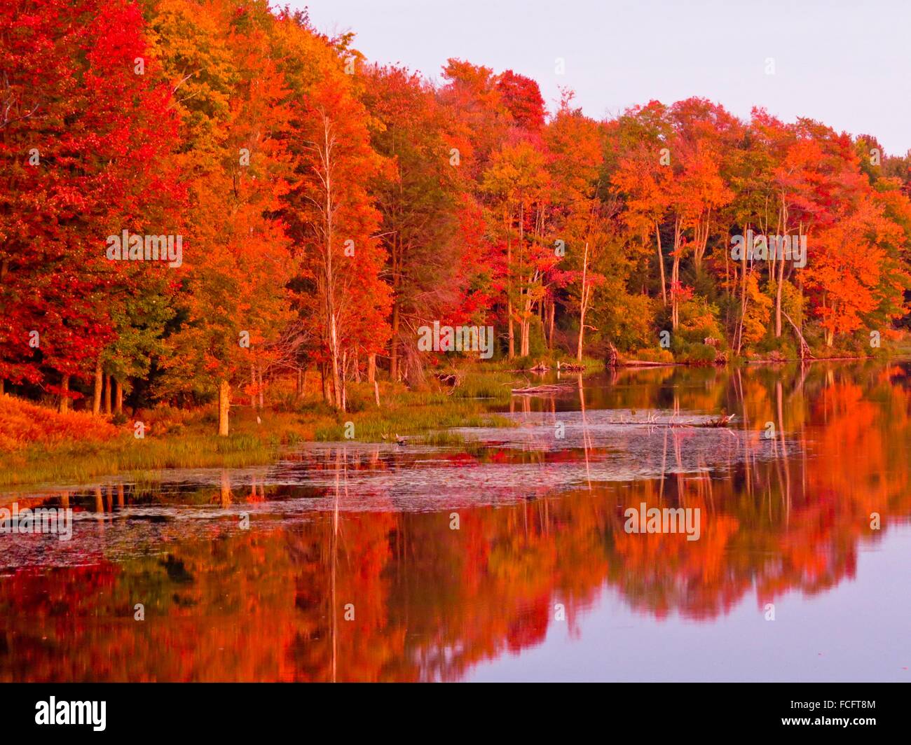 Colorful autumn tree line reflected on lake Stock Photo - Alamy