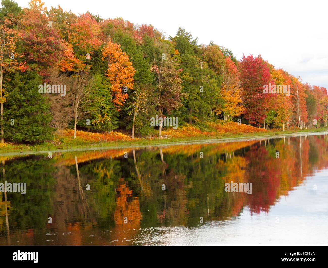Tree line hi-res stock photography and images - Alamy