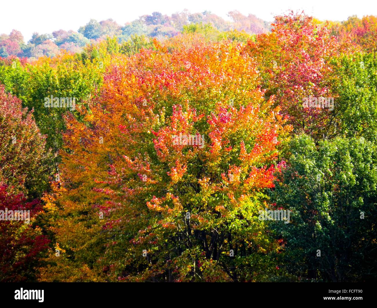 Pennsylvania Ash High Resolution Stock Photography and Images - Alamy
