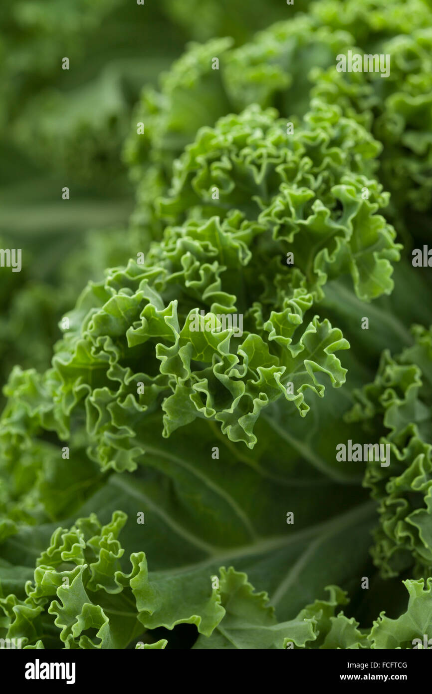 Fresh picked organic curly kale close up Stock Photo - Alamy