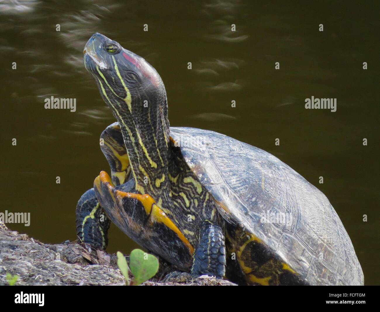 Florida red bellied cooter pseudemys nelsoni hi-res stock photography ...