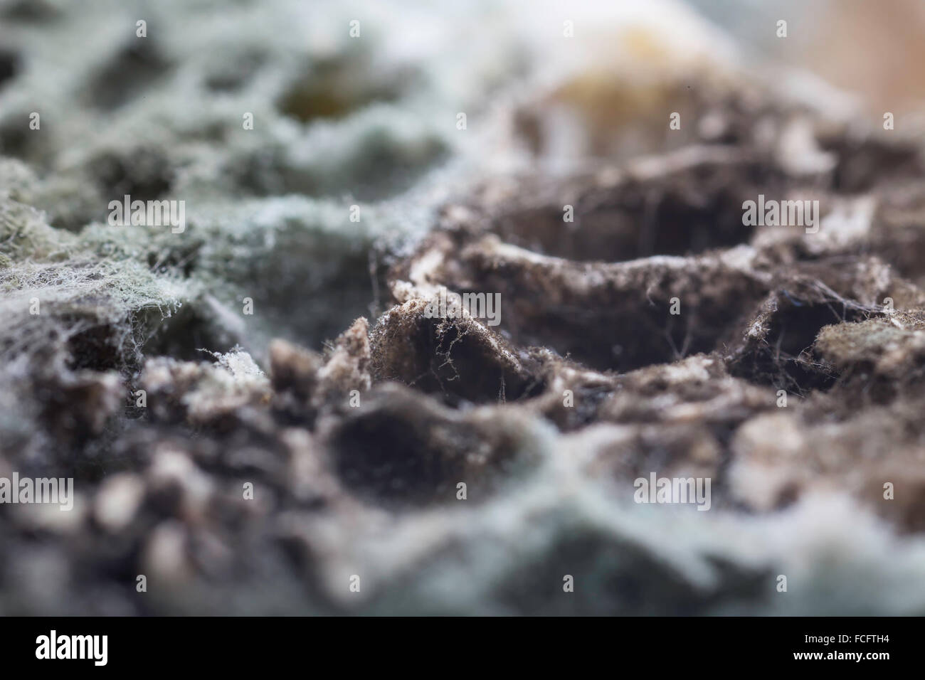 mold on bread detailed closeup macro photo Stock Photo - Alamy