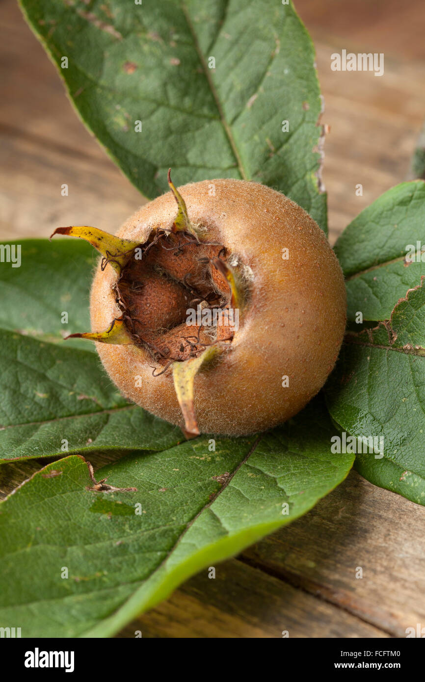 Medlar hi-res stock photography and images - Alamy