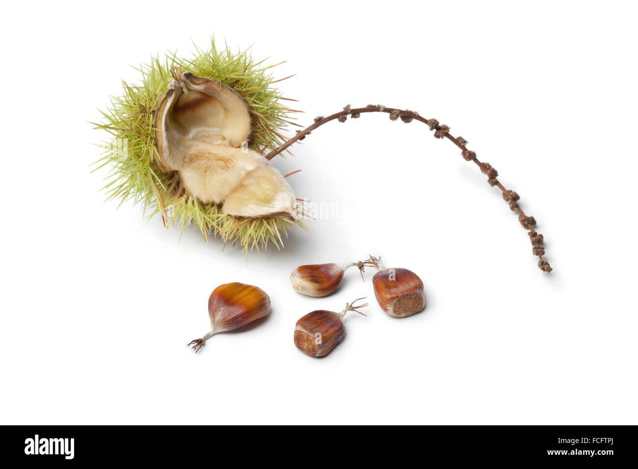 Chestnut fruit hi-res stock photography and images - Alamy
