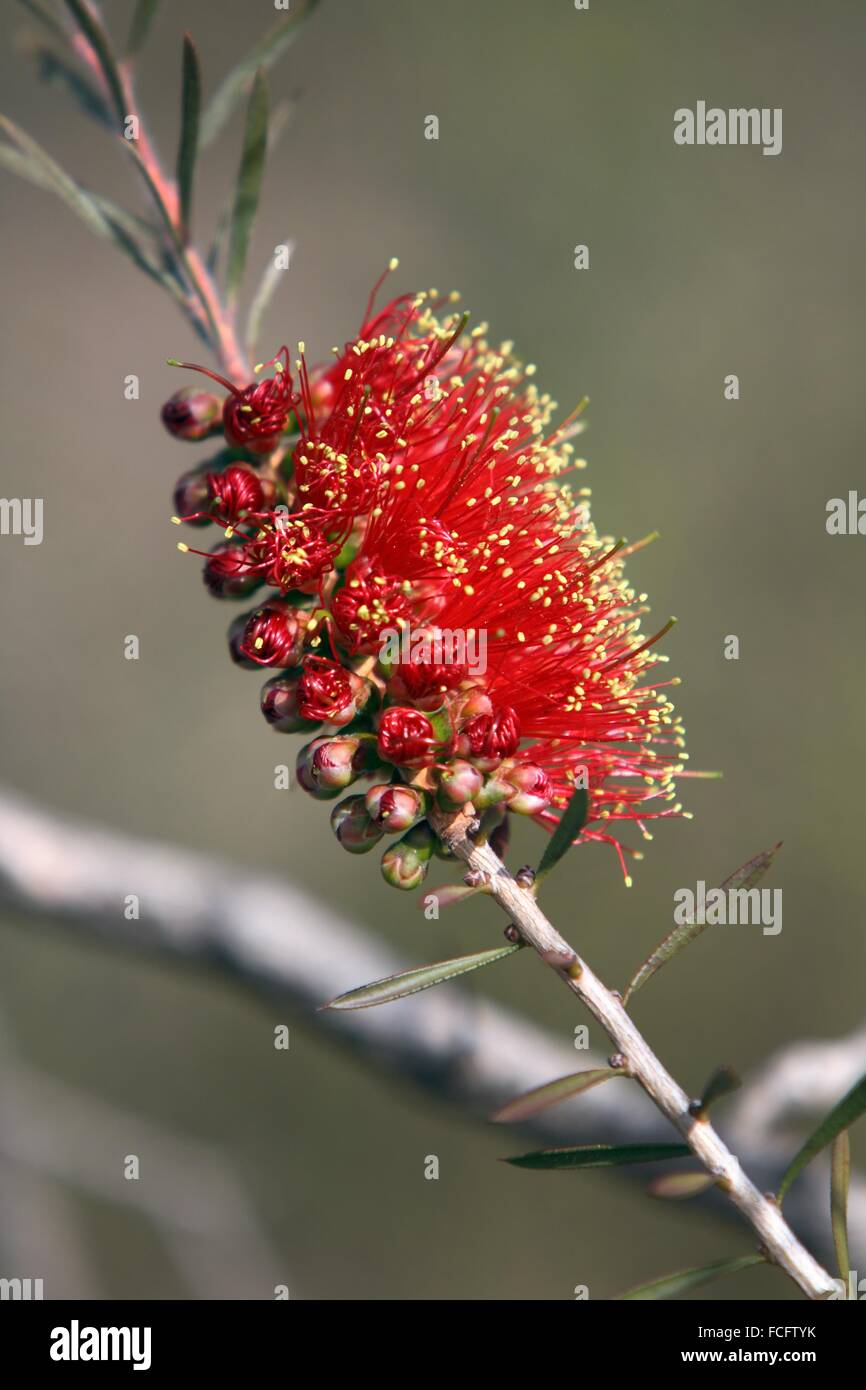 Bottle Brush Flower Stock Photos & Bottle Brush Flower Stock Images - Alamy