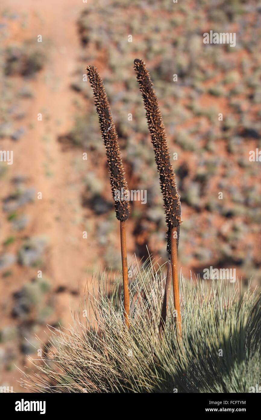 Yacca Plant High Resolution Stock Photography and Images - Alamy