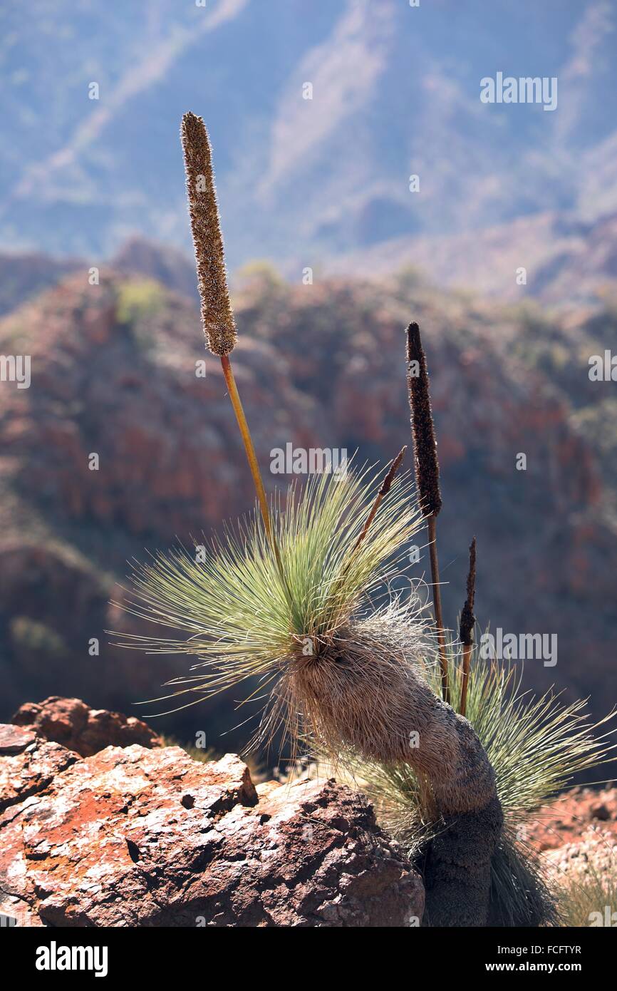 Yacca Plant High Resolution Stock Photography and Images - Alamy