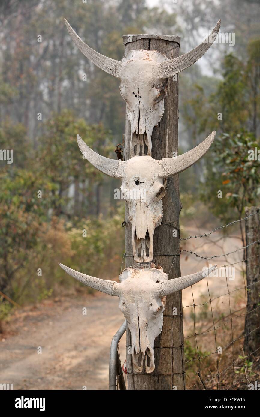 Ankole Watusi Skull