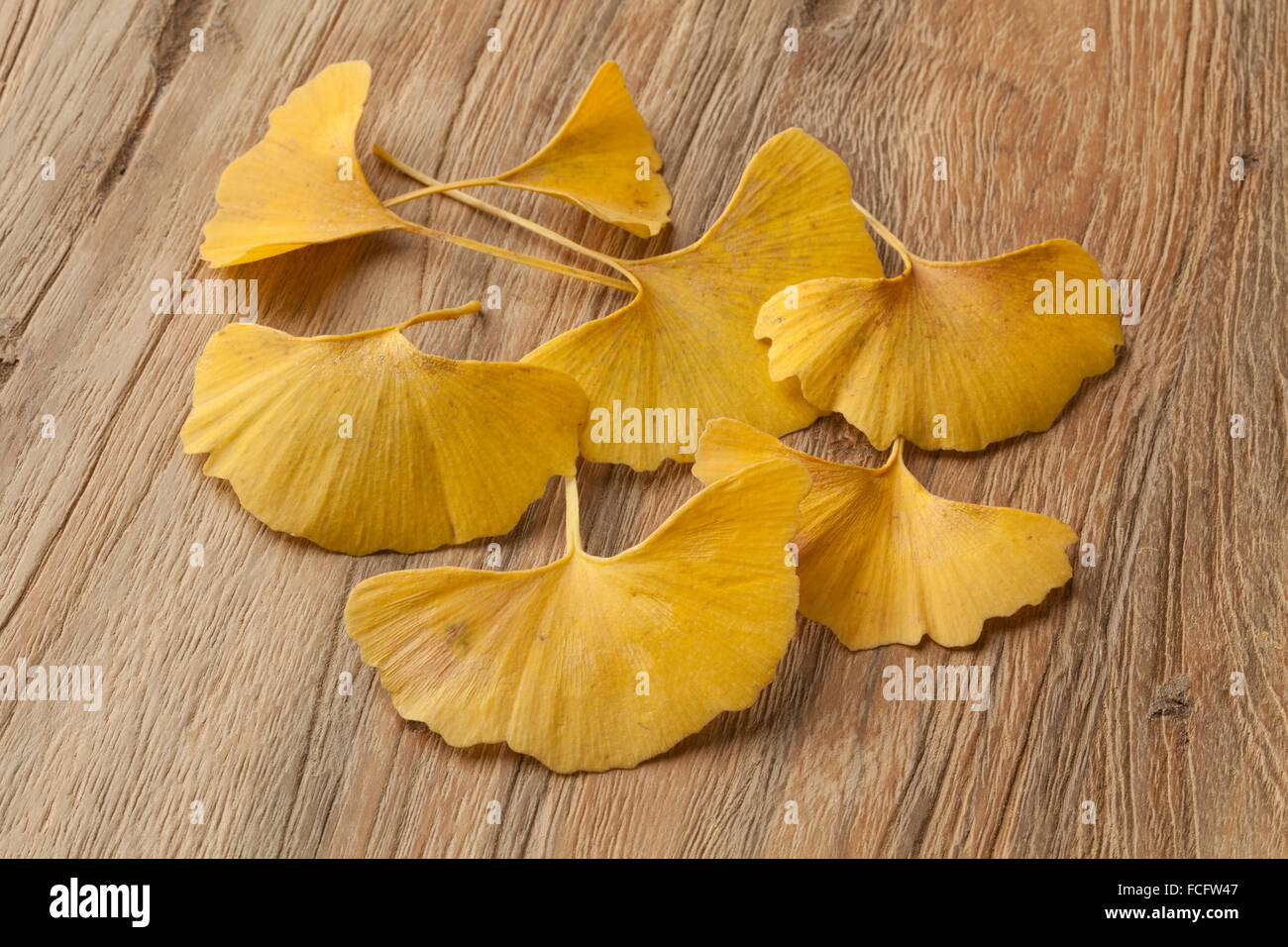 Yellow Ginkgo biloba leaves Stock Photo - Alamy