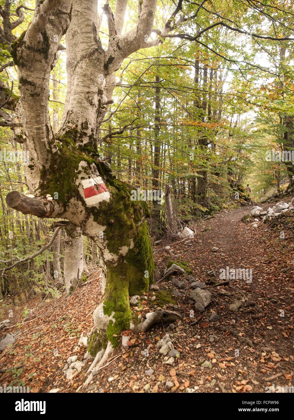 White path moss hi-res stock photography and images - Alamy