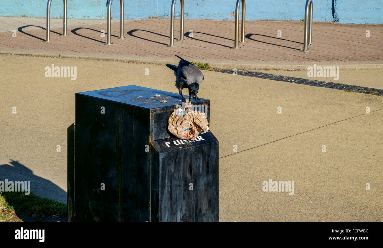 crow pulling eating food from garbage rubbish bin Stock Photo - Alamy